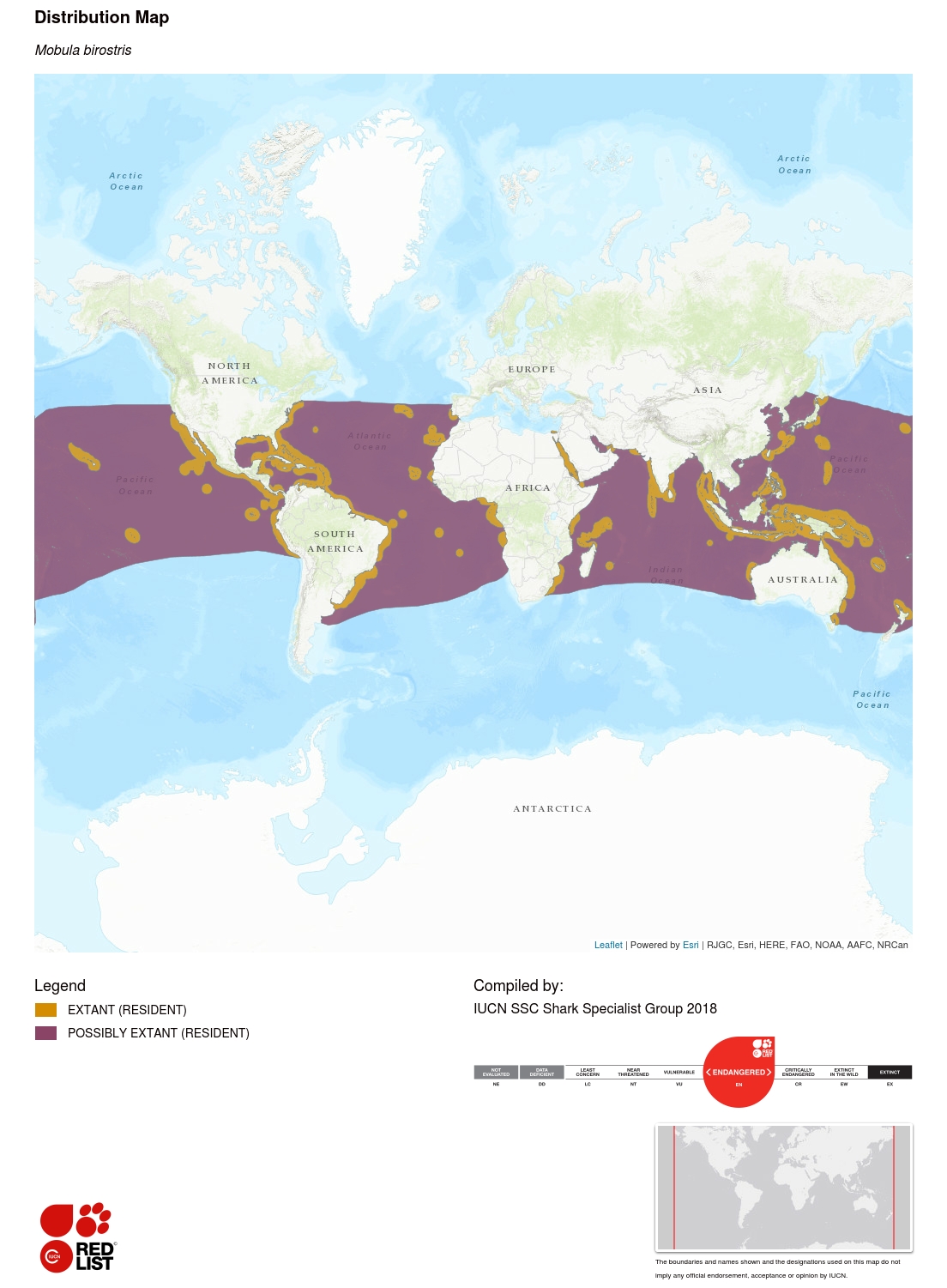 Endangered | Oceanic Manta Ray | 5W Foundation